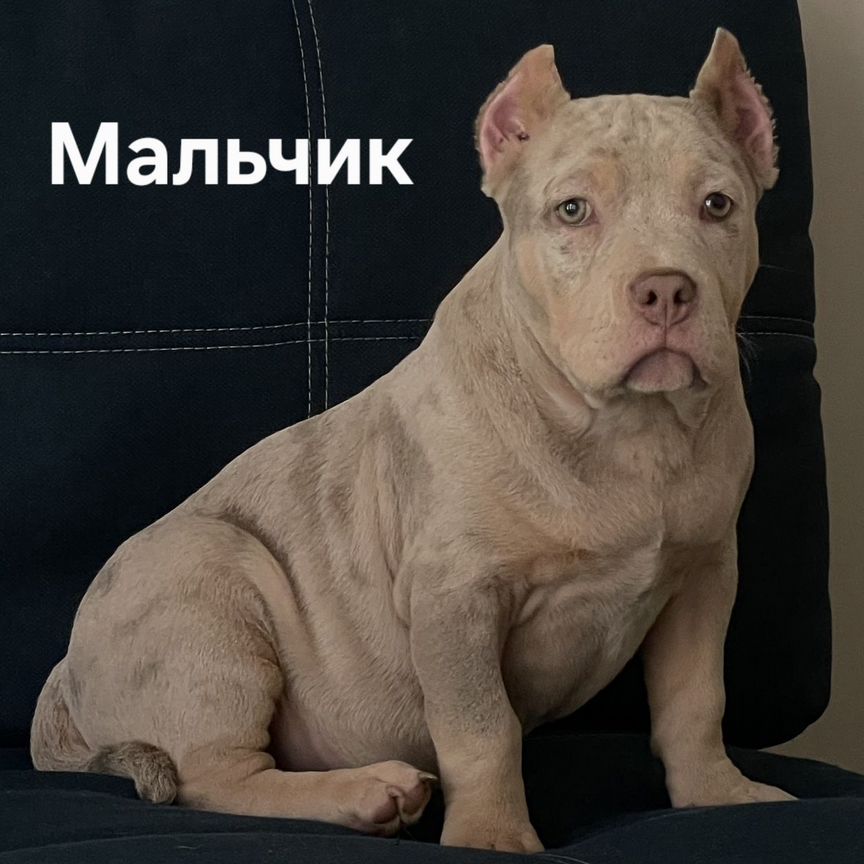 Американский булли, щенок