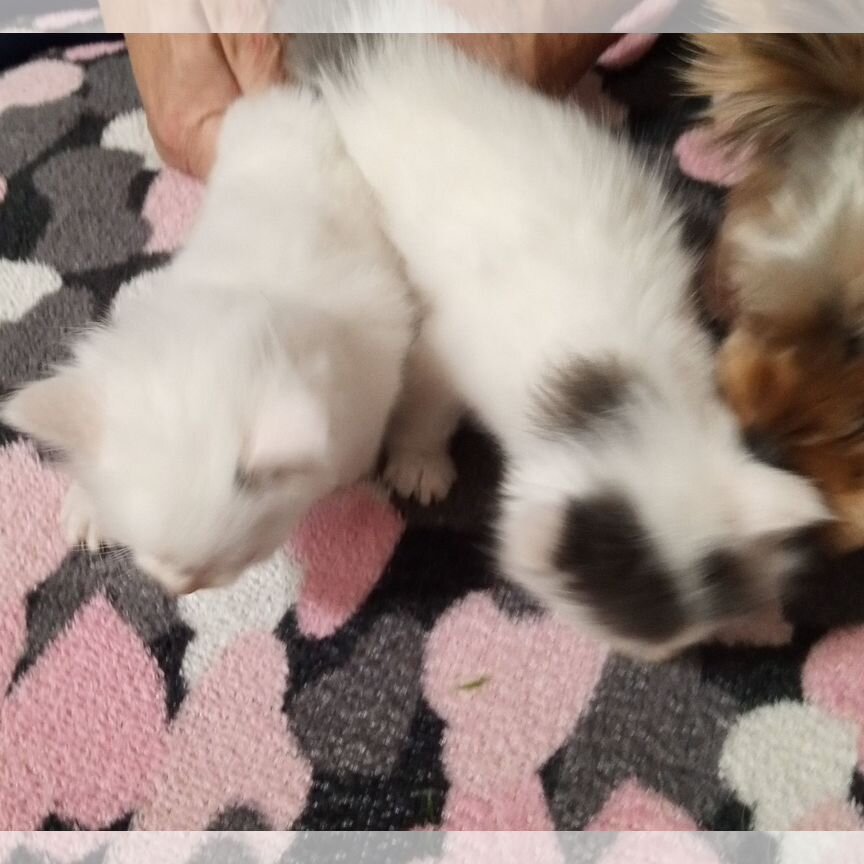 Котята
