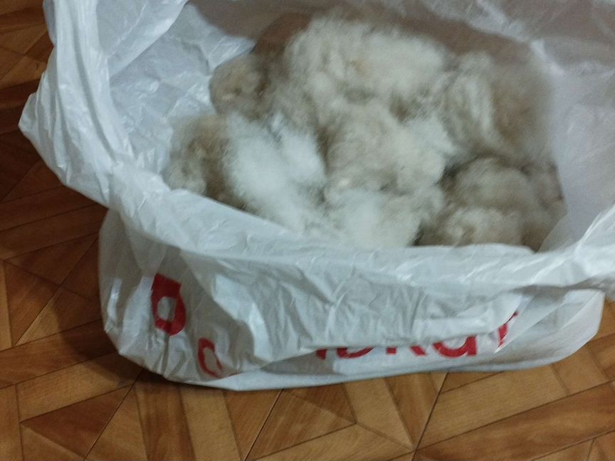 Шерсть собаки(шпиц)