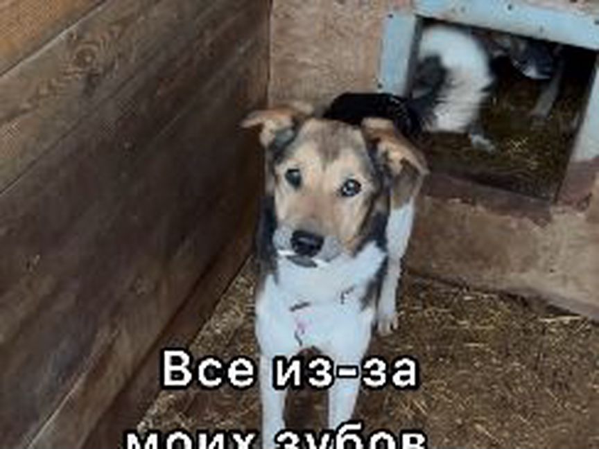 Устраиваем собачку Зиту в добрую семью