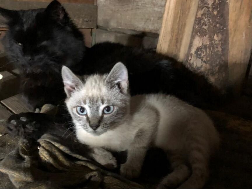 Кошка в дар бесплатно