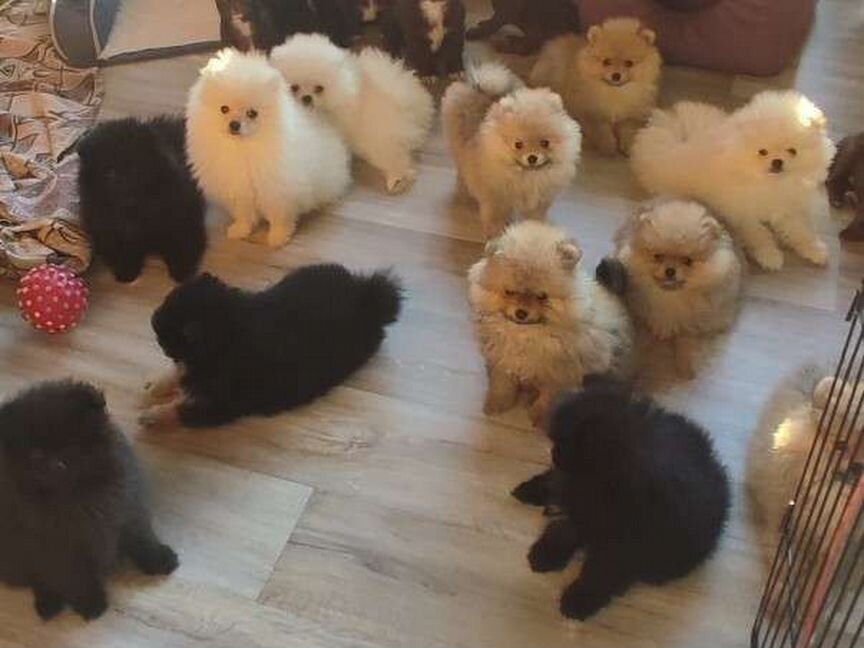 Померанский шпиц