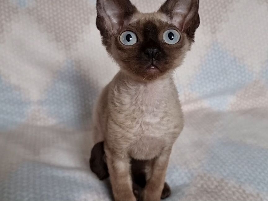 Котёнок Девон-рекс