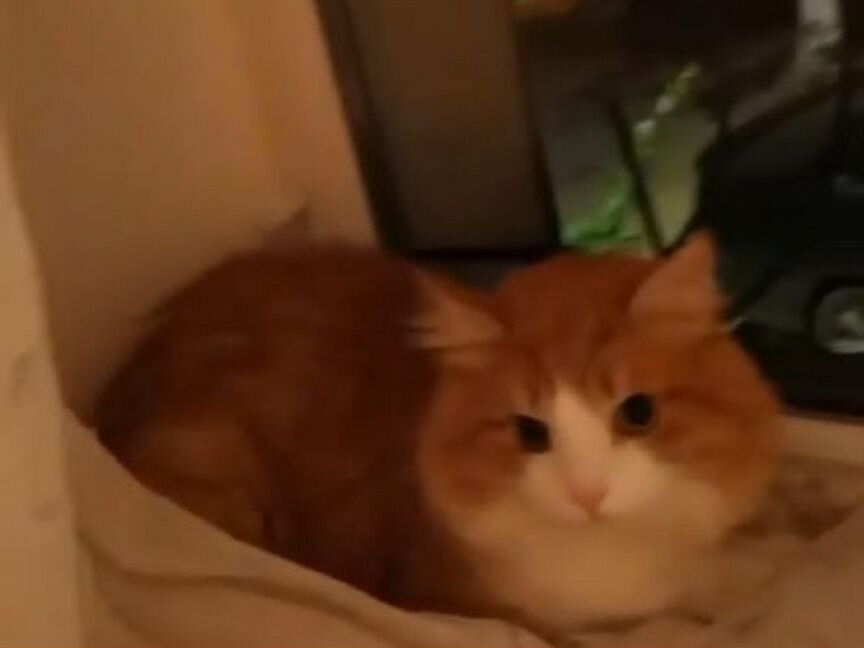 В пекарню подбросили сибирского котика нужен дом