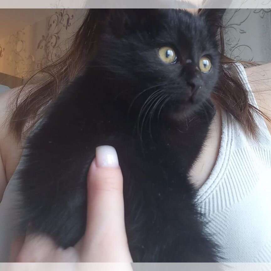 Котенок