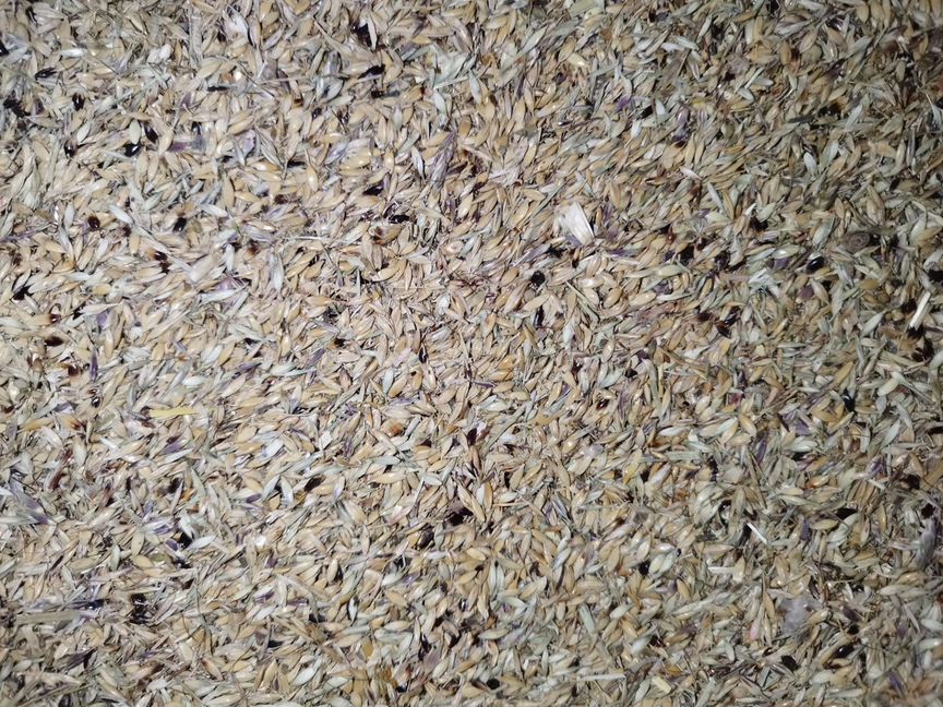 Зерно отходы