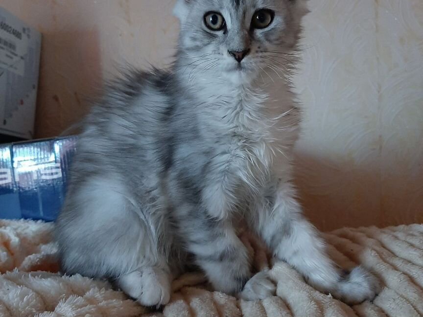 Котята мейн-кун серебро