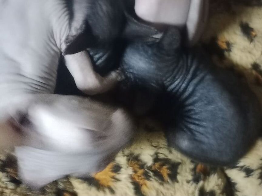 Донской сфинкс котята