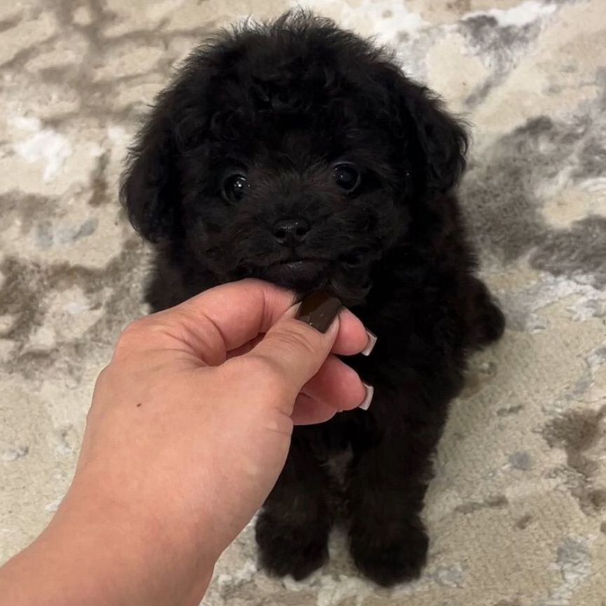 Той-пудель, щенок