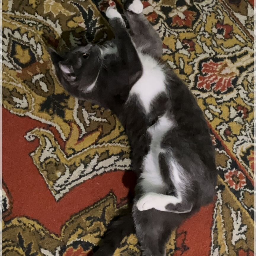 Взрослая, Девочка кошка в добрые руки