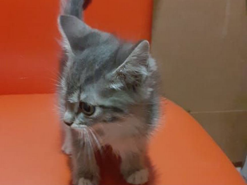 Пушистые котята