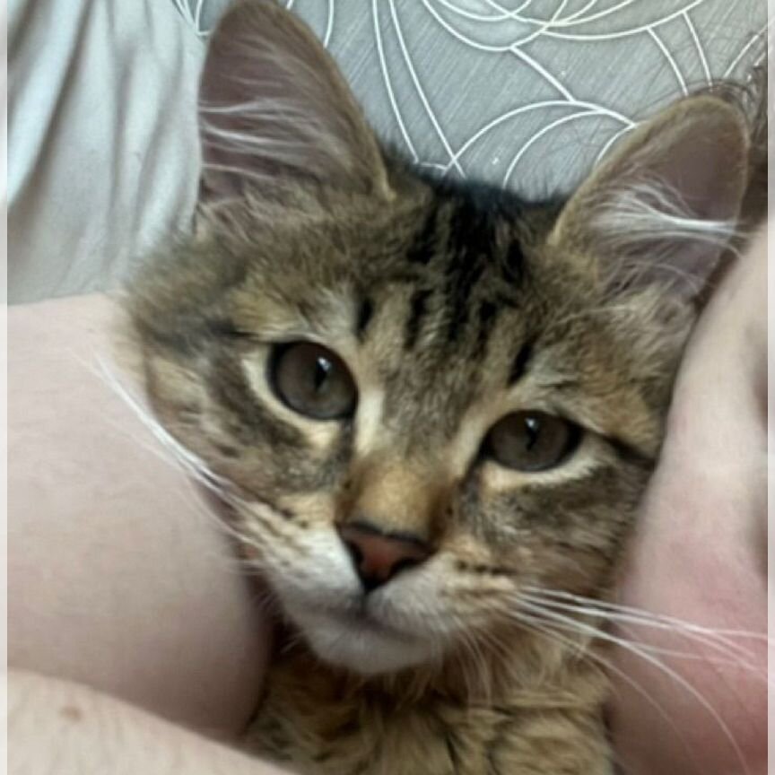 Сибирский котёнок