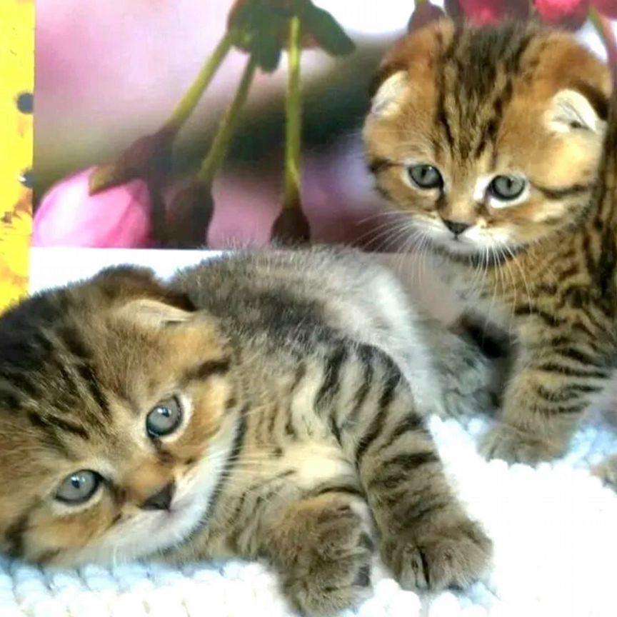 Вислоухие котята) тигровый окрас