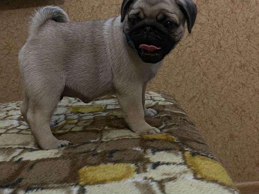 Мопс