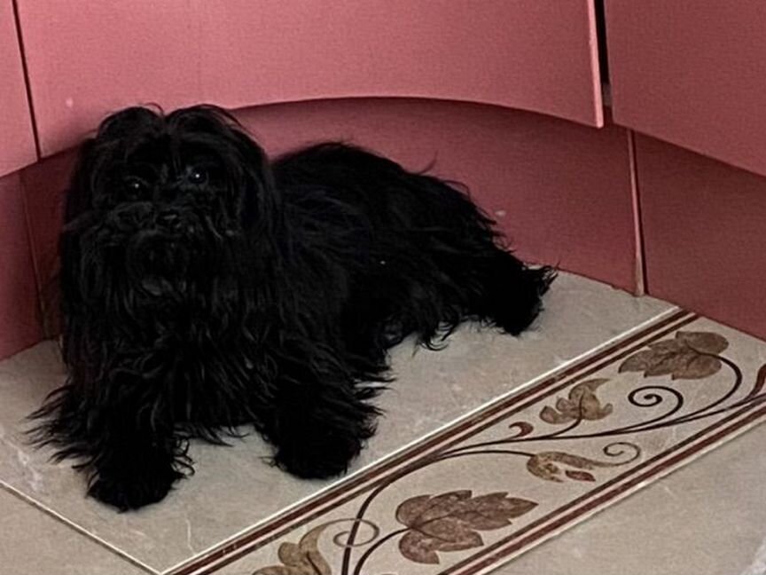 Йорки пу необыкновенная красотка