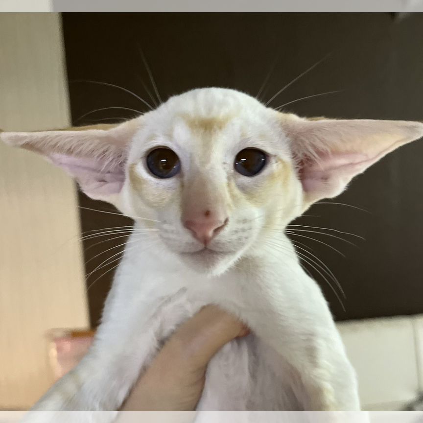 Кот