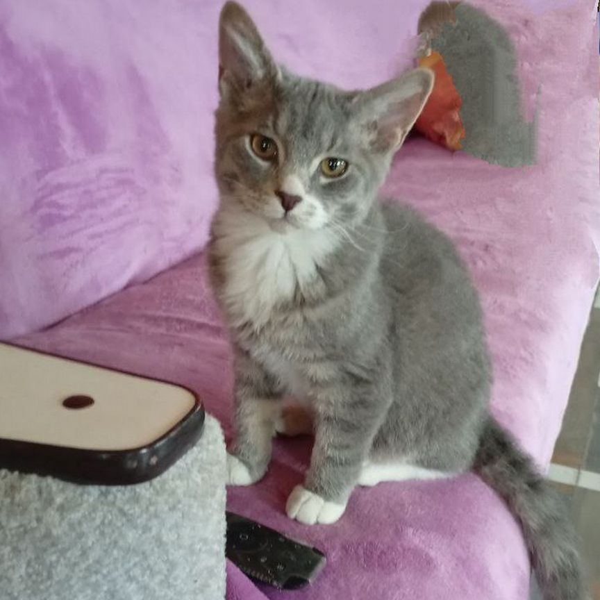 Котёнок в добрые руки