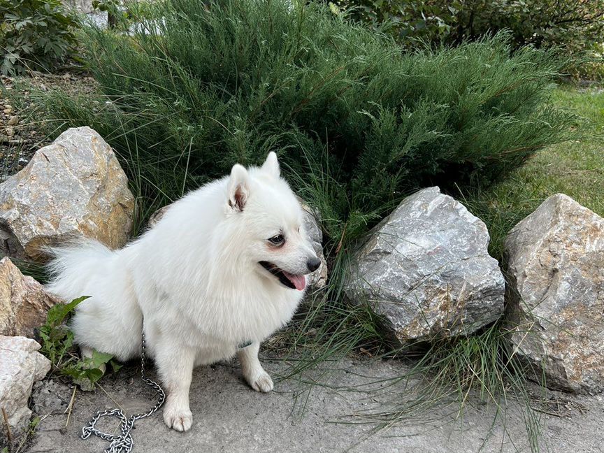 Японский шпиц вязка