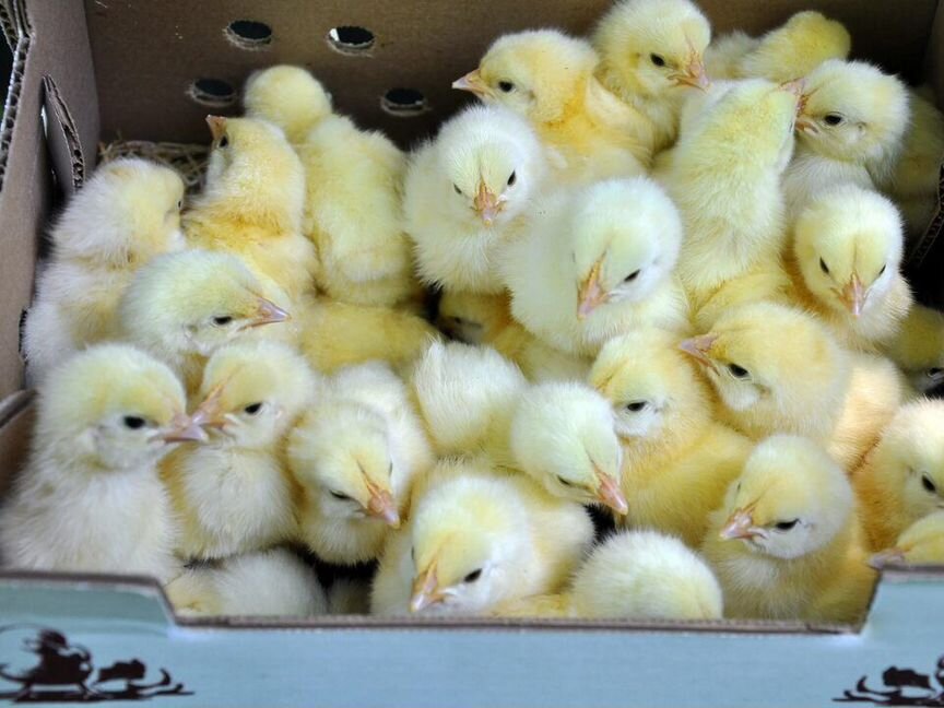 Суточные цыплята бройлеры
