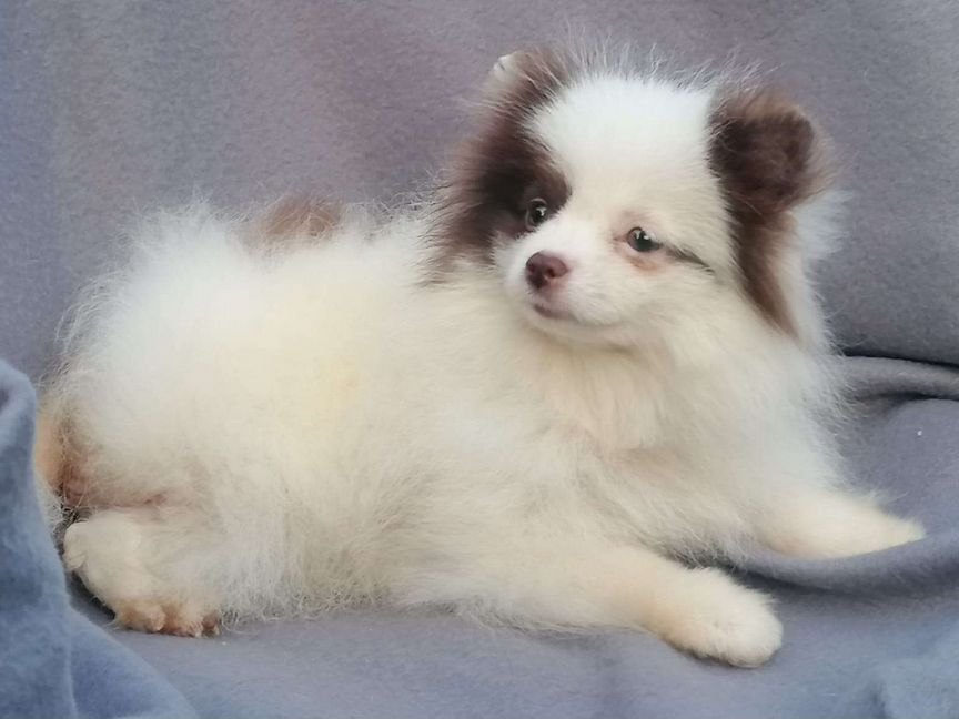 Миниатюрные шпицы