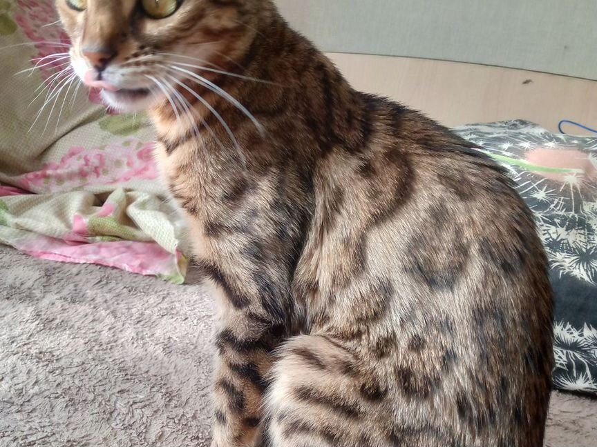 Бенгальская кошка