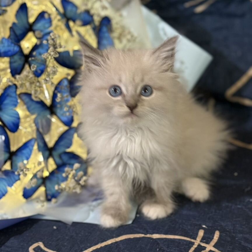 Синеглазые мурчалочки