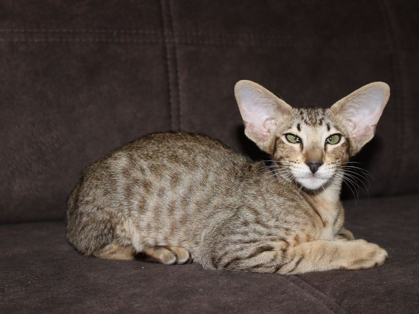 Ориентальный кот