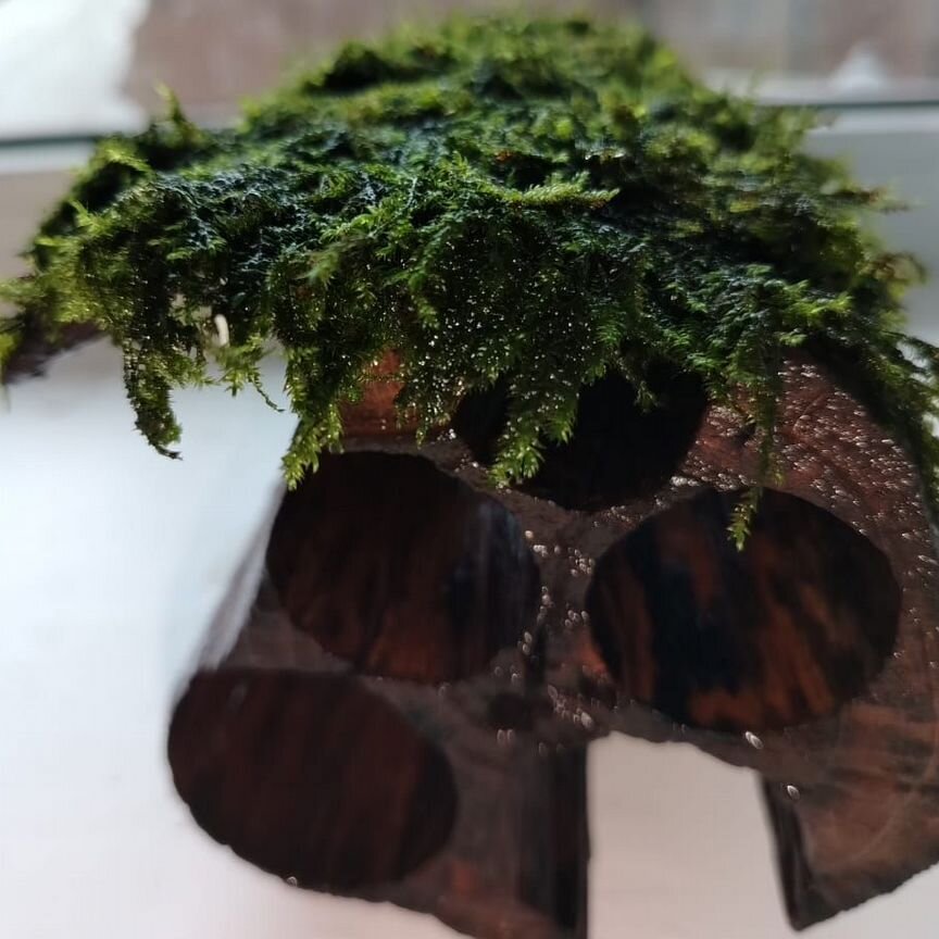 Коряжка, домик