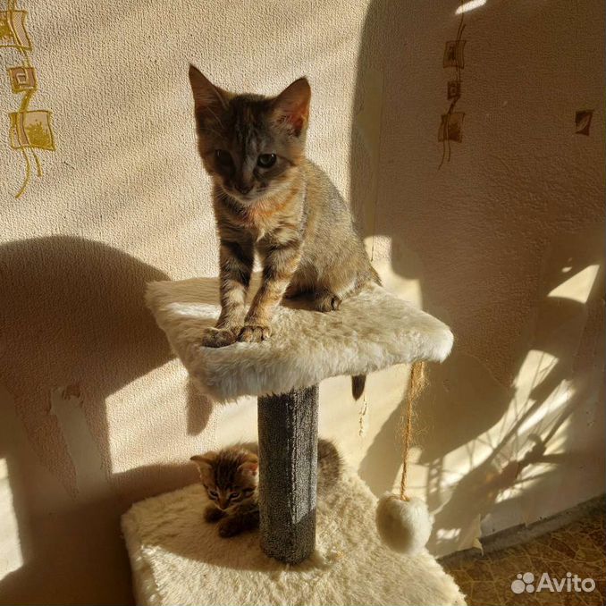 Чудный котёнок похожа на лисичку