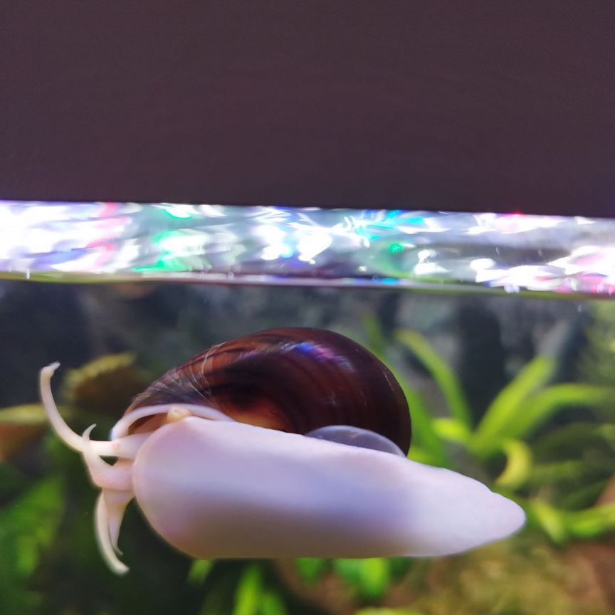 Улитки ампулярии