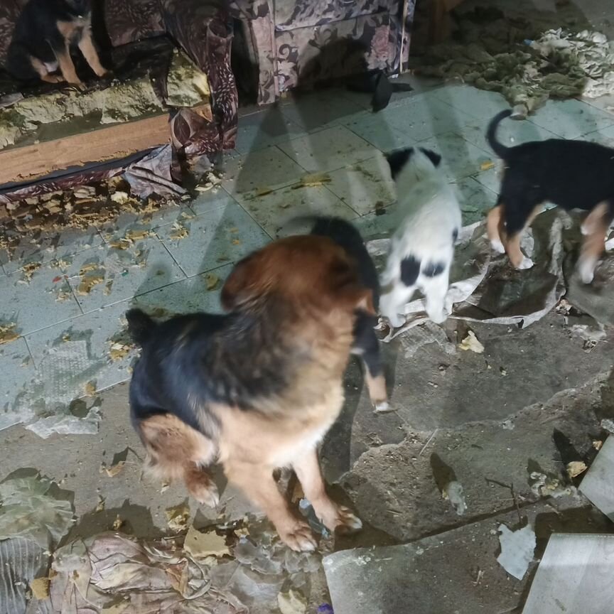 Щенки овчарки