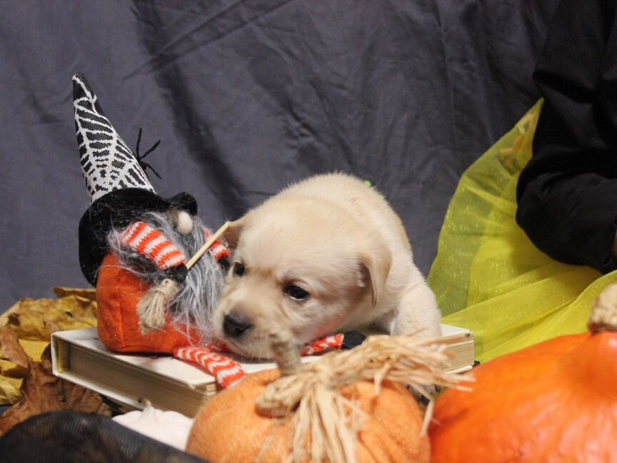 Лабрадор щенок