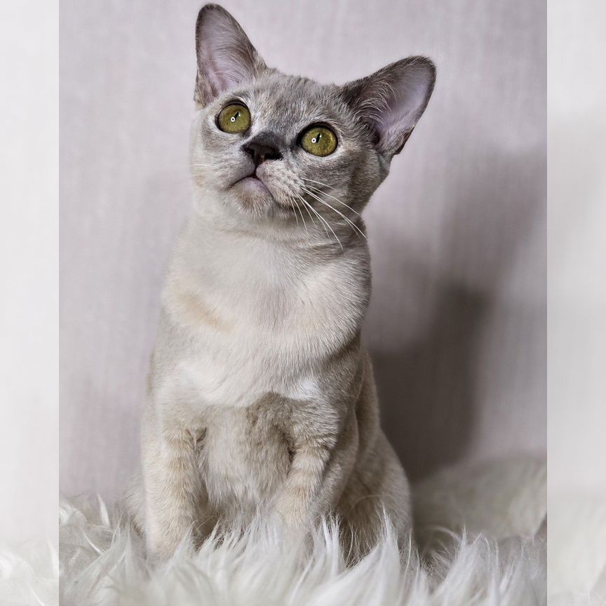 Европейский бурманский котёнок