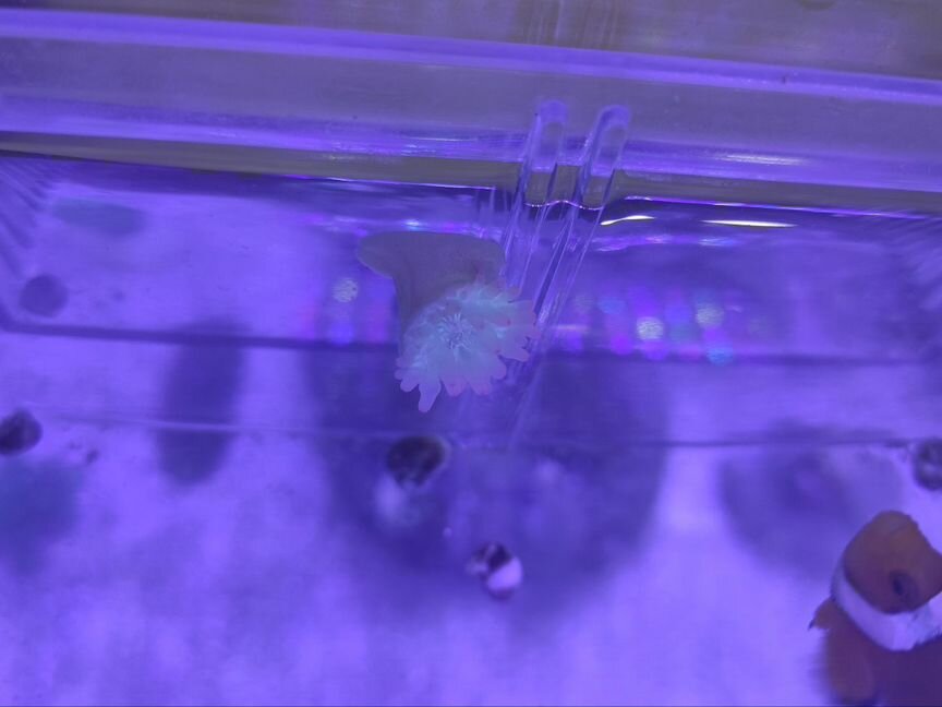 Актиния, детка