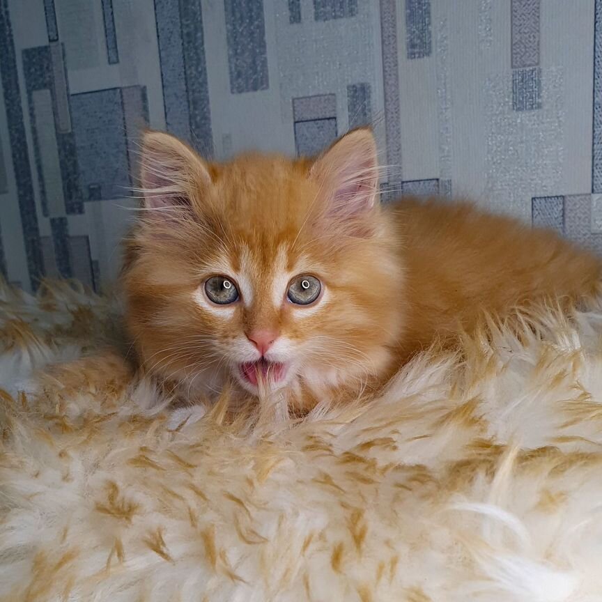 Сибирские котята