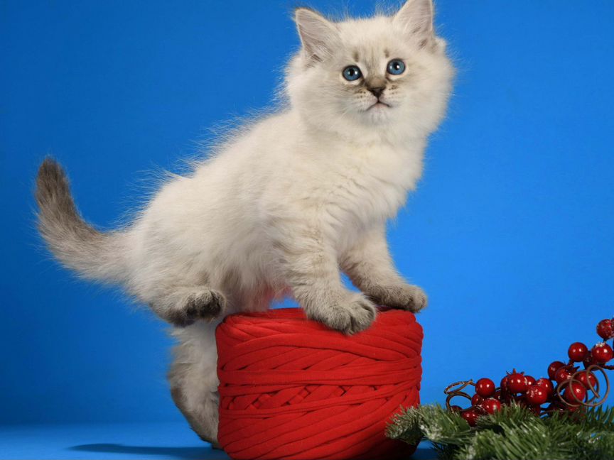 Продается котенок Невская Маскарадная (кошечка)