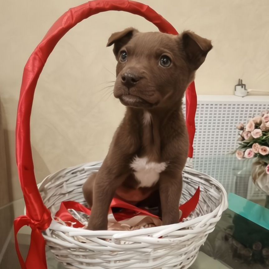 Щенок в добрые руки