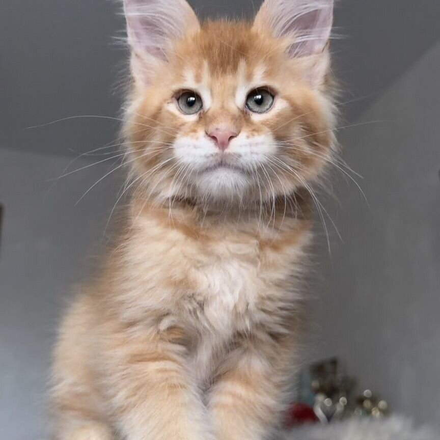 Котяьа мейн кун