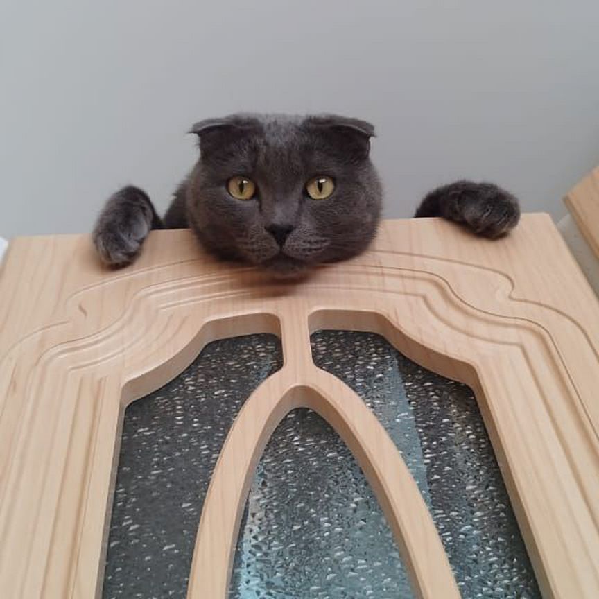 Котик