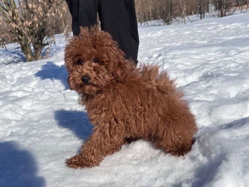 Девочка подрощенная той пудель red brown 5 мес