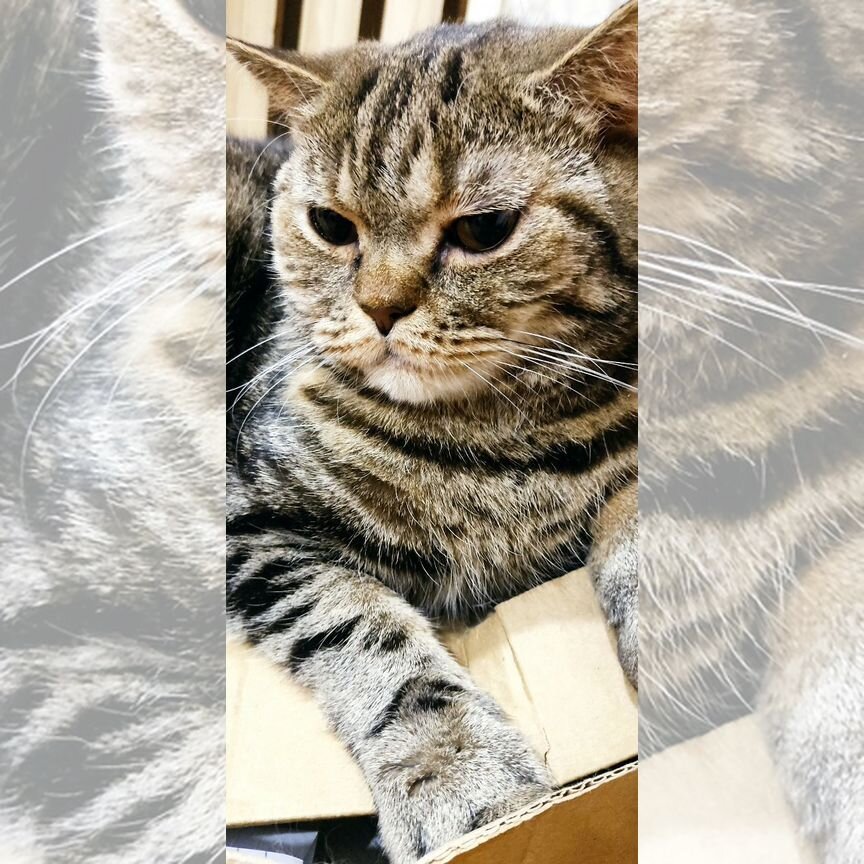 Кот в добрые руки