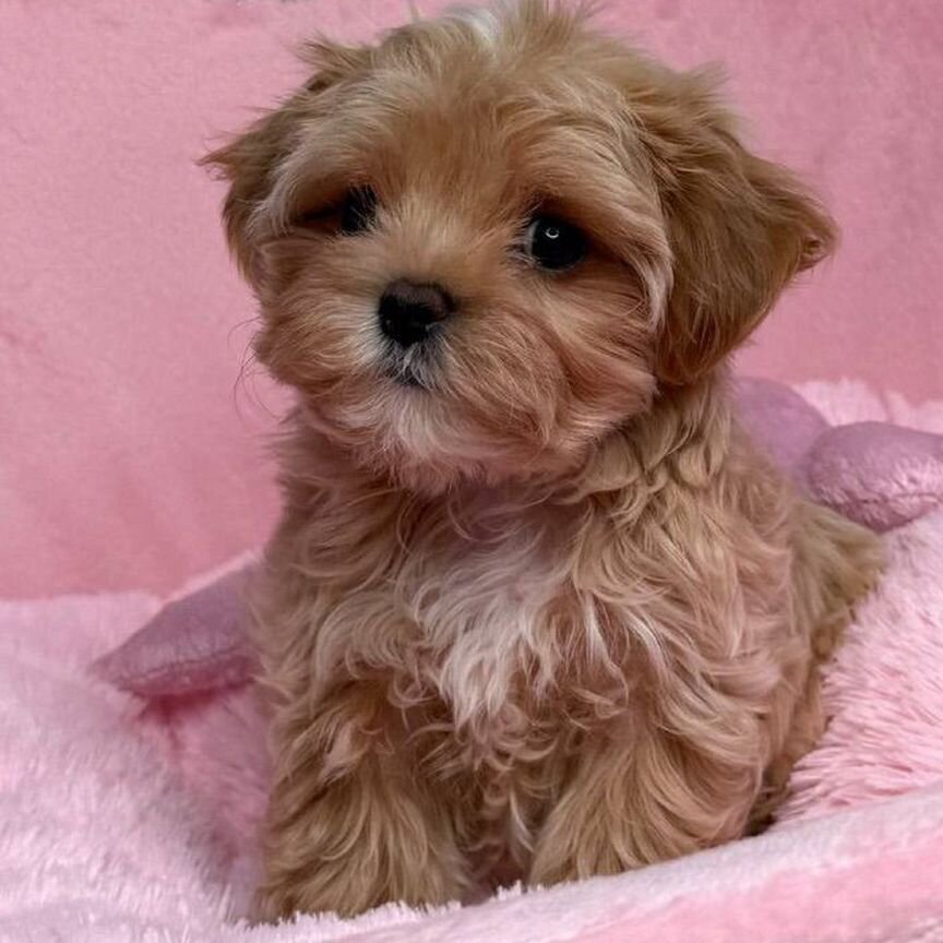 Мальтипу, щенок