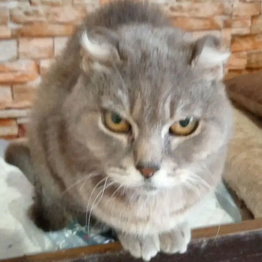 Шотландская вислоухая короткошёрстная, взрослая кошка