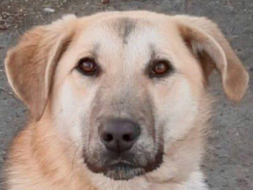 Умница Дина в дар добрым людям