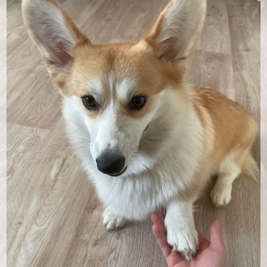 Вельш Корги Пемброк, щенок