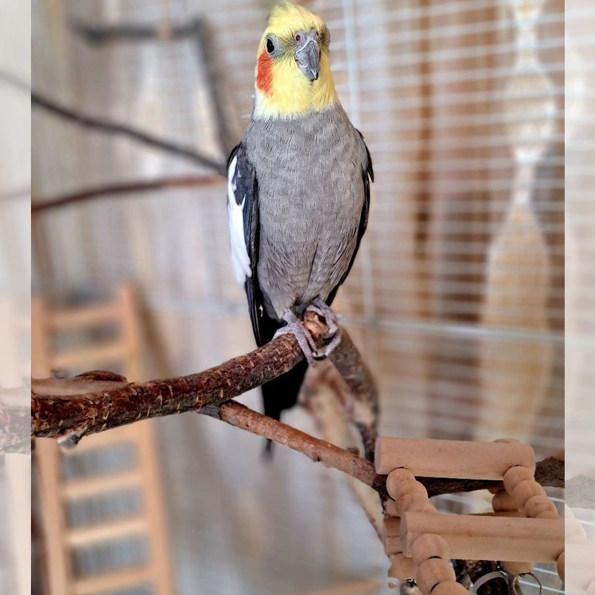 Попугай корелла с клеткой