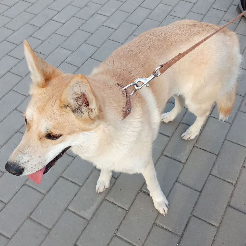 Взрослая собака в добрые руки