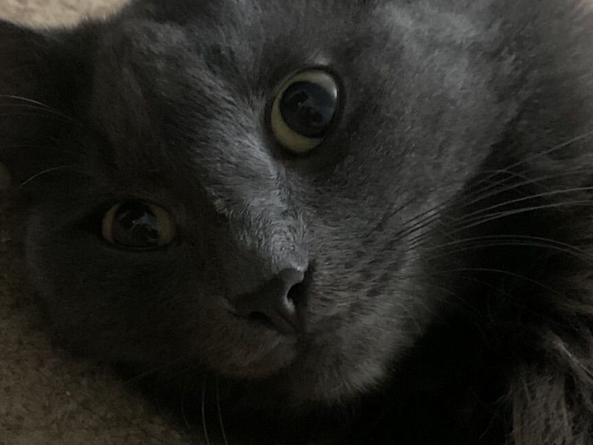 Кот смесь с мейкуном и простым