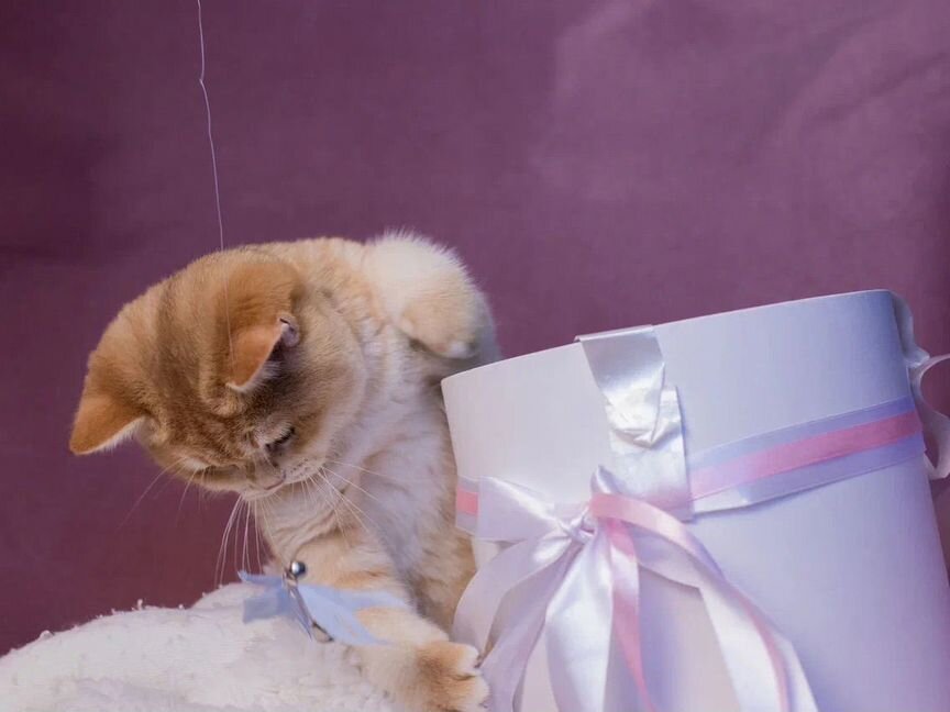 Эксклюзивный яркий котенок золотая шиншилла