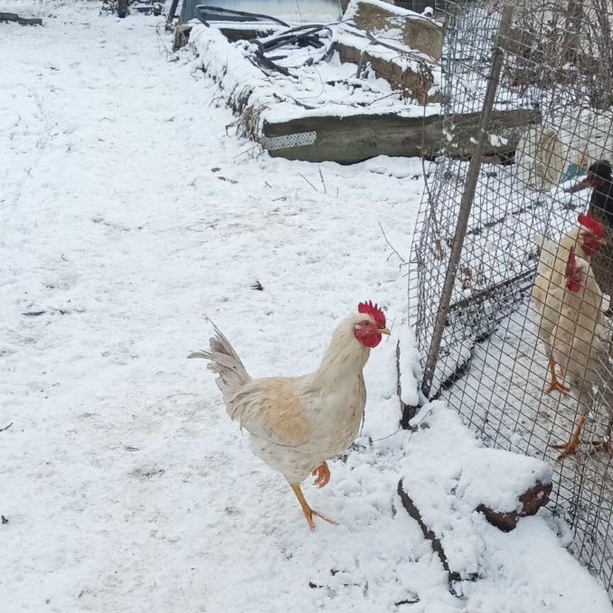 Молодые петухи домашние